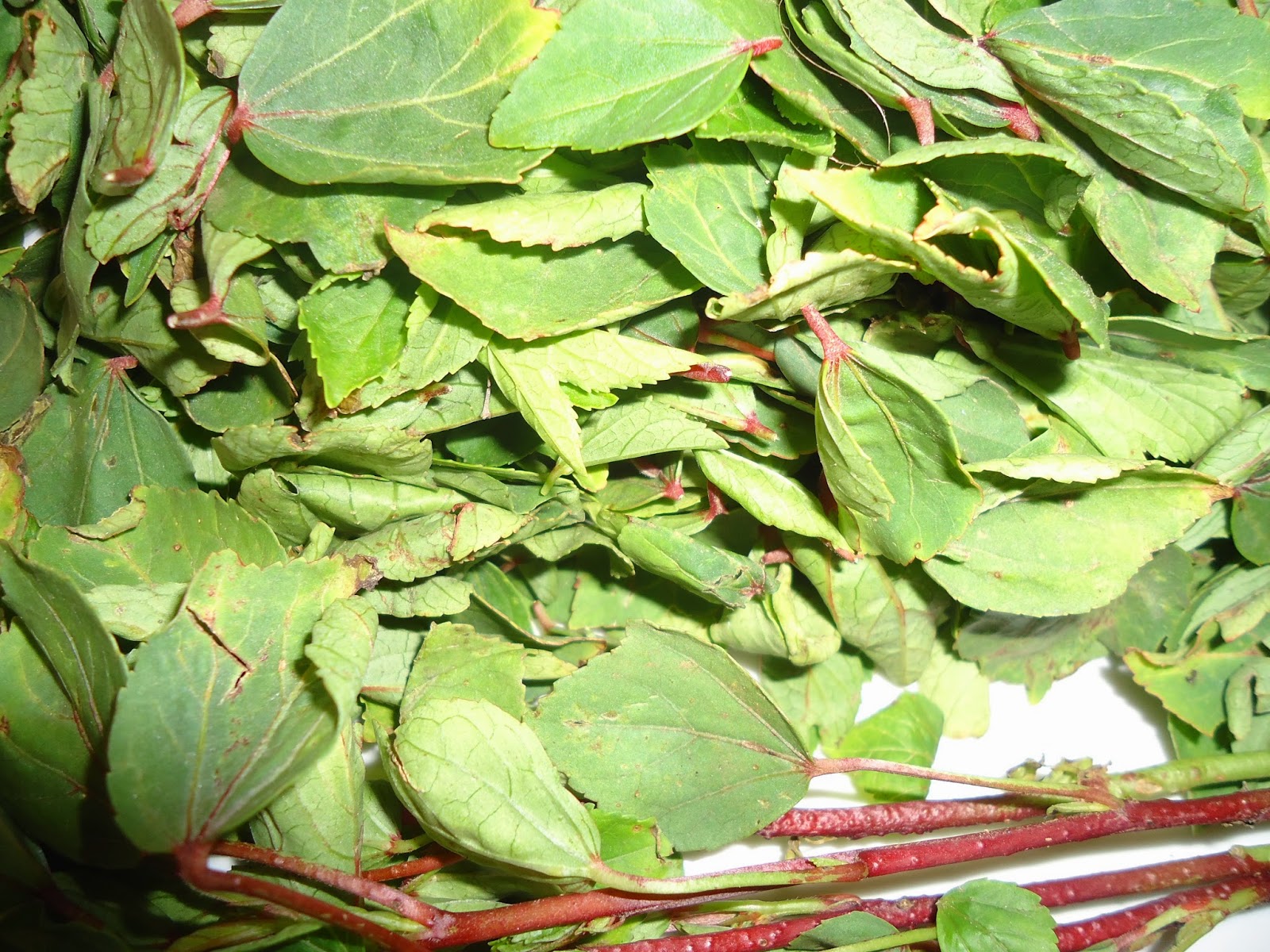 Kusuma's Abhiruchi: Gongura Methipodi Talimpu