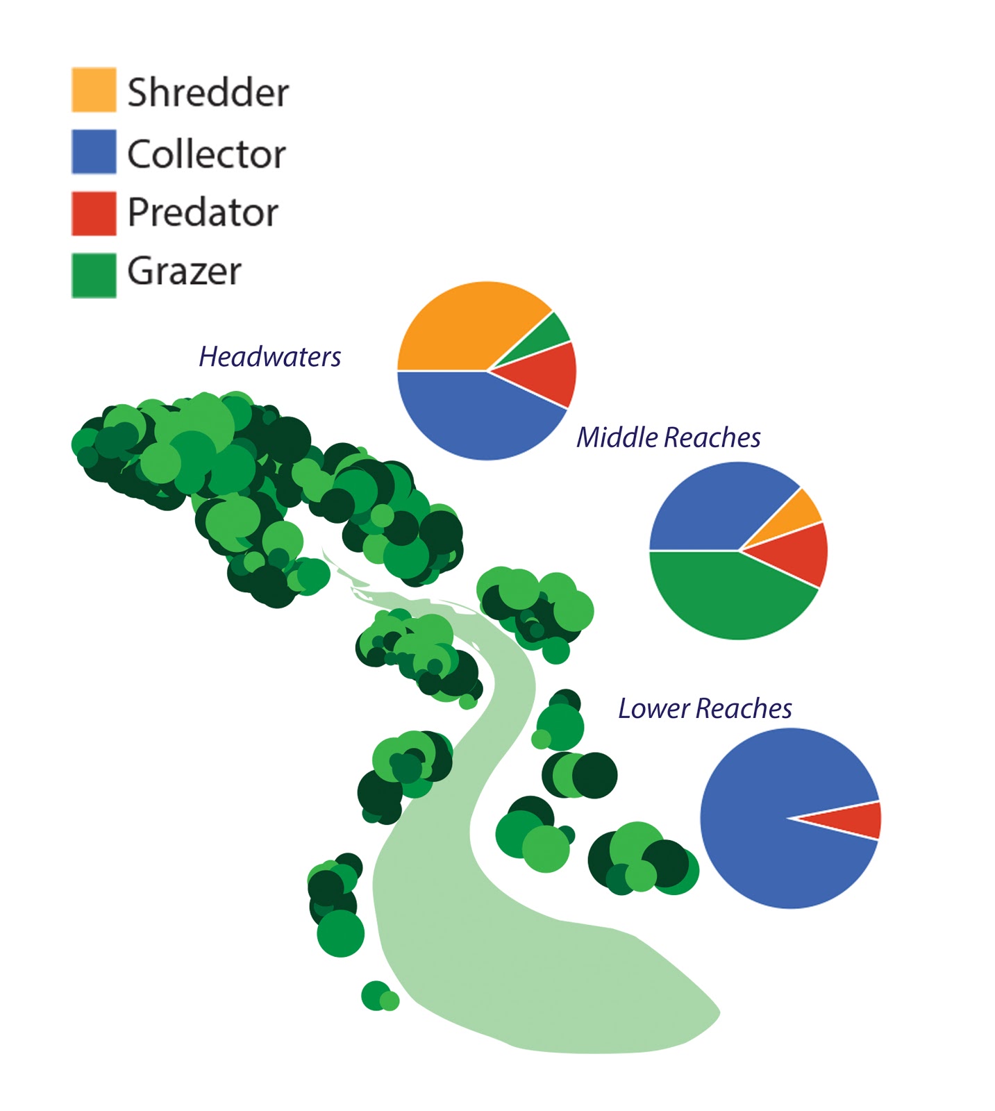 The Ecological Effects of Damming: Functional Feeding Groups