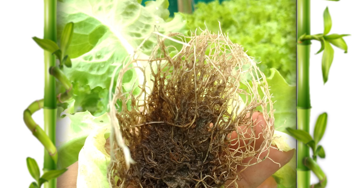 Hydroponik Senja Farm Banyuwangi: GEJALA BUSUK AKAR DAN PENANGANANNYA ...
