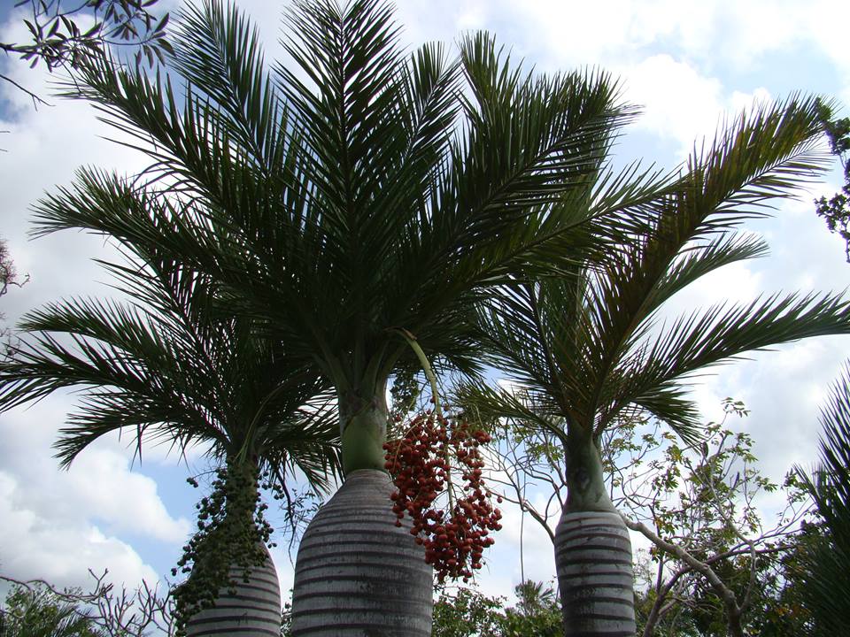 Cacheito o cacheo de Oviedo (Pseudophoenix ekmanii Burret)