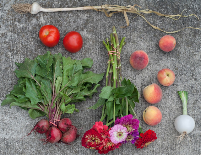 Robson's Farm: July Vegetable Shoot (better late than never)