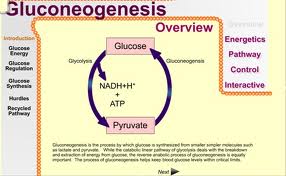 Proses glukoneogenesis