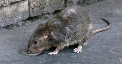 ASSOCIAZIONE ITALIANA DIFESA ANIMALI ED AMBIENTE: NUOVA "INVASIONE" DI ...