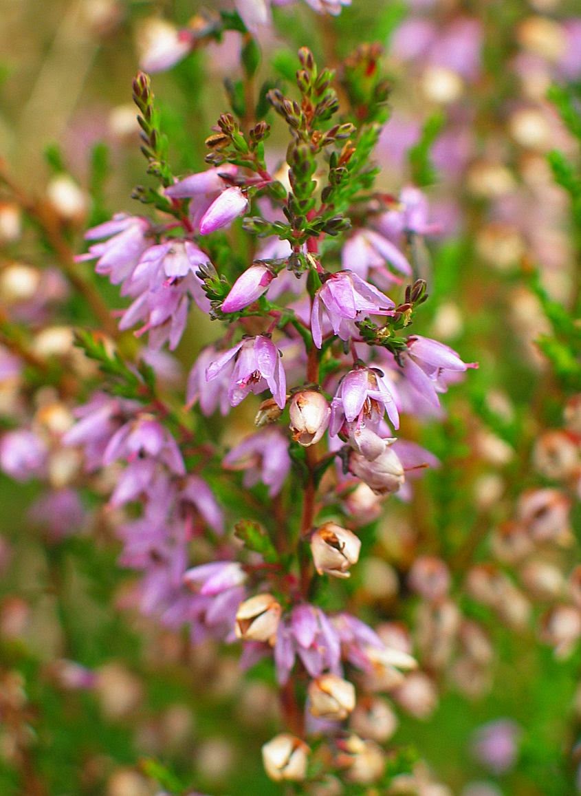 LUONNON VOIMAA: KANERVA