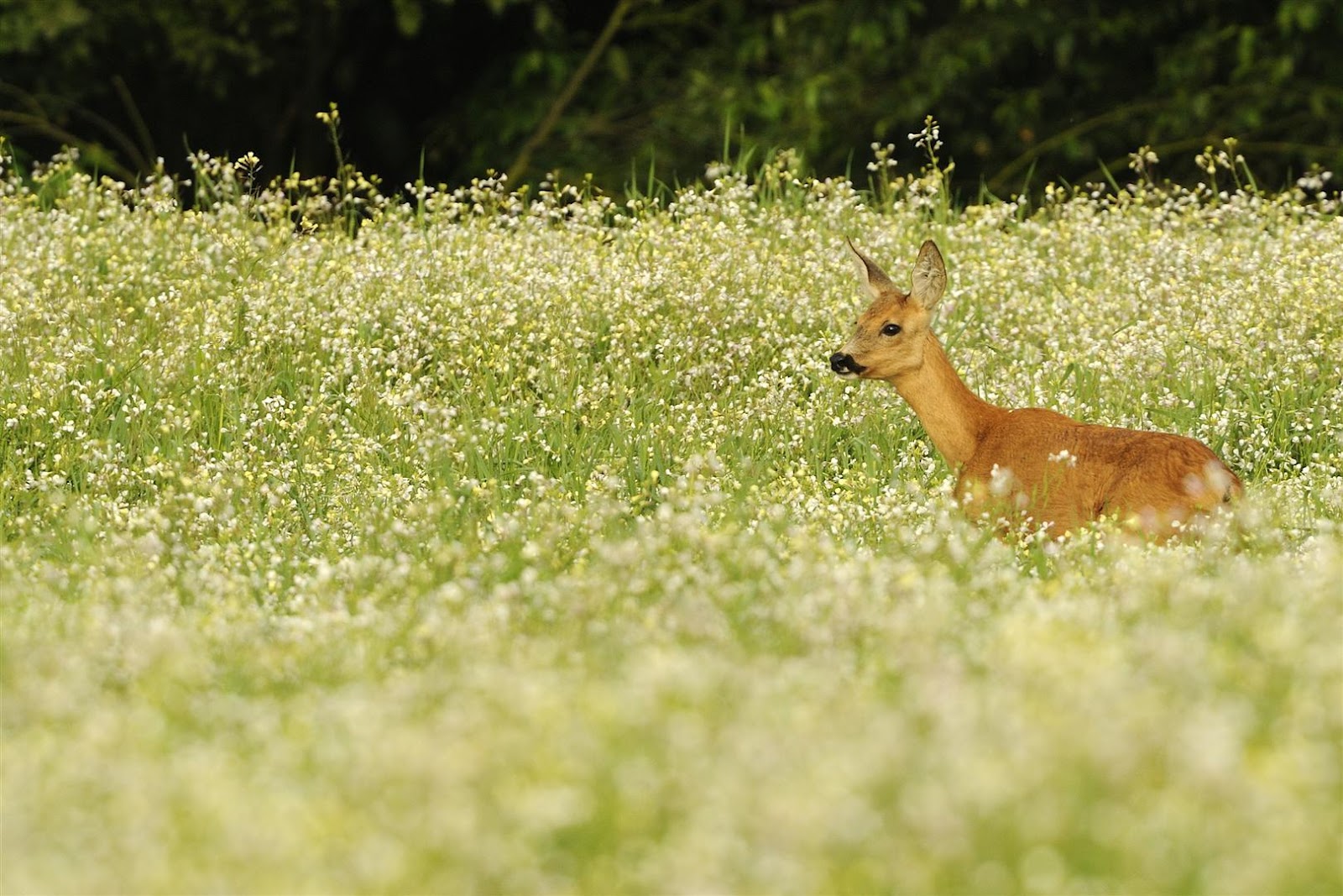 Gonnie van de Schans : Reeën!