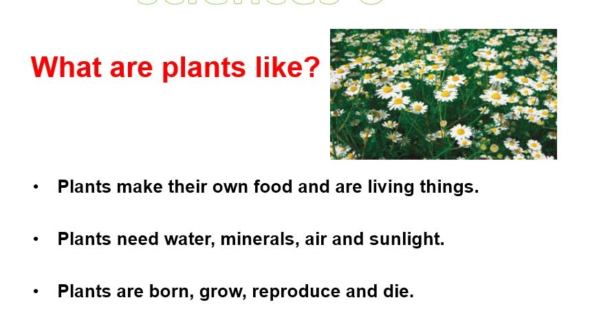 Natural Sciences Unit 3: Plants