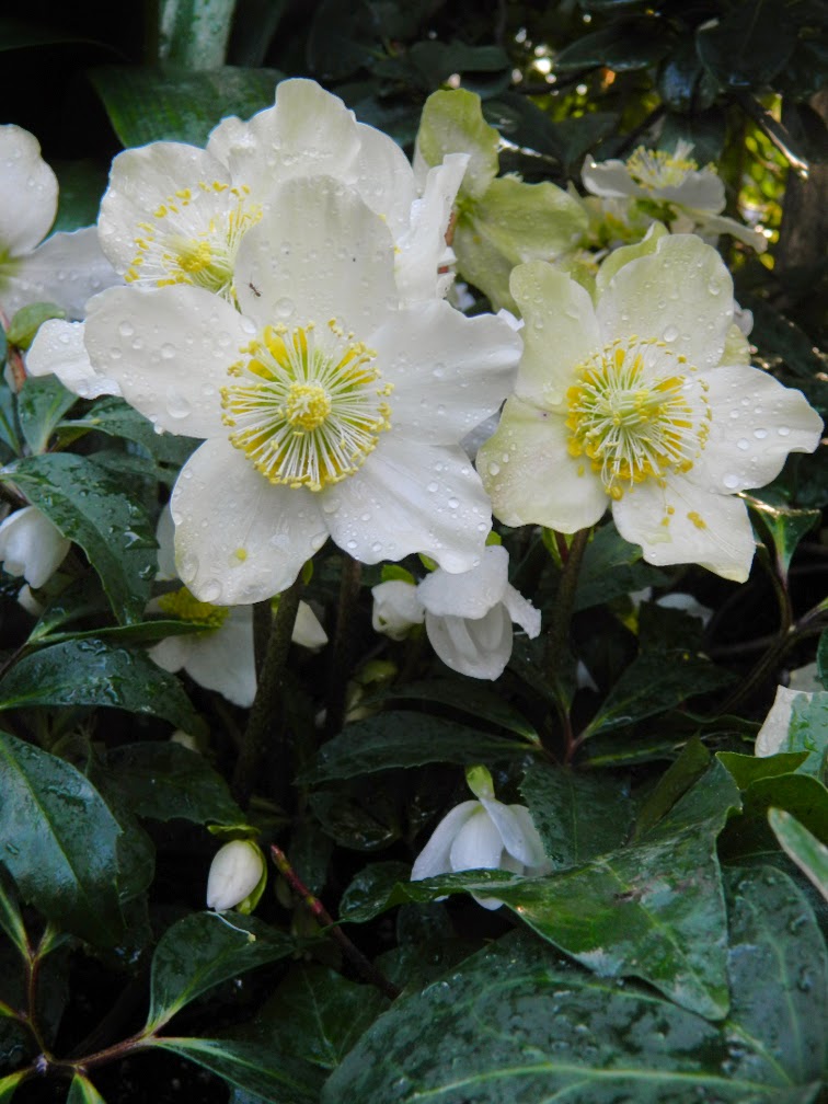 Garden Muses: A Small Toronto Gardening Services Company Blog: 2014