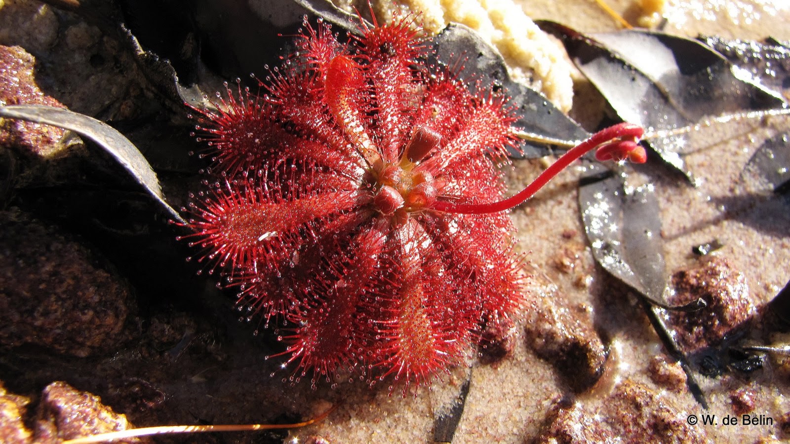 Sydney's Wildflowers and Native Plants: Drosera spatulata - Common ...