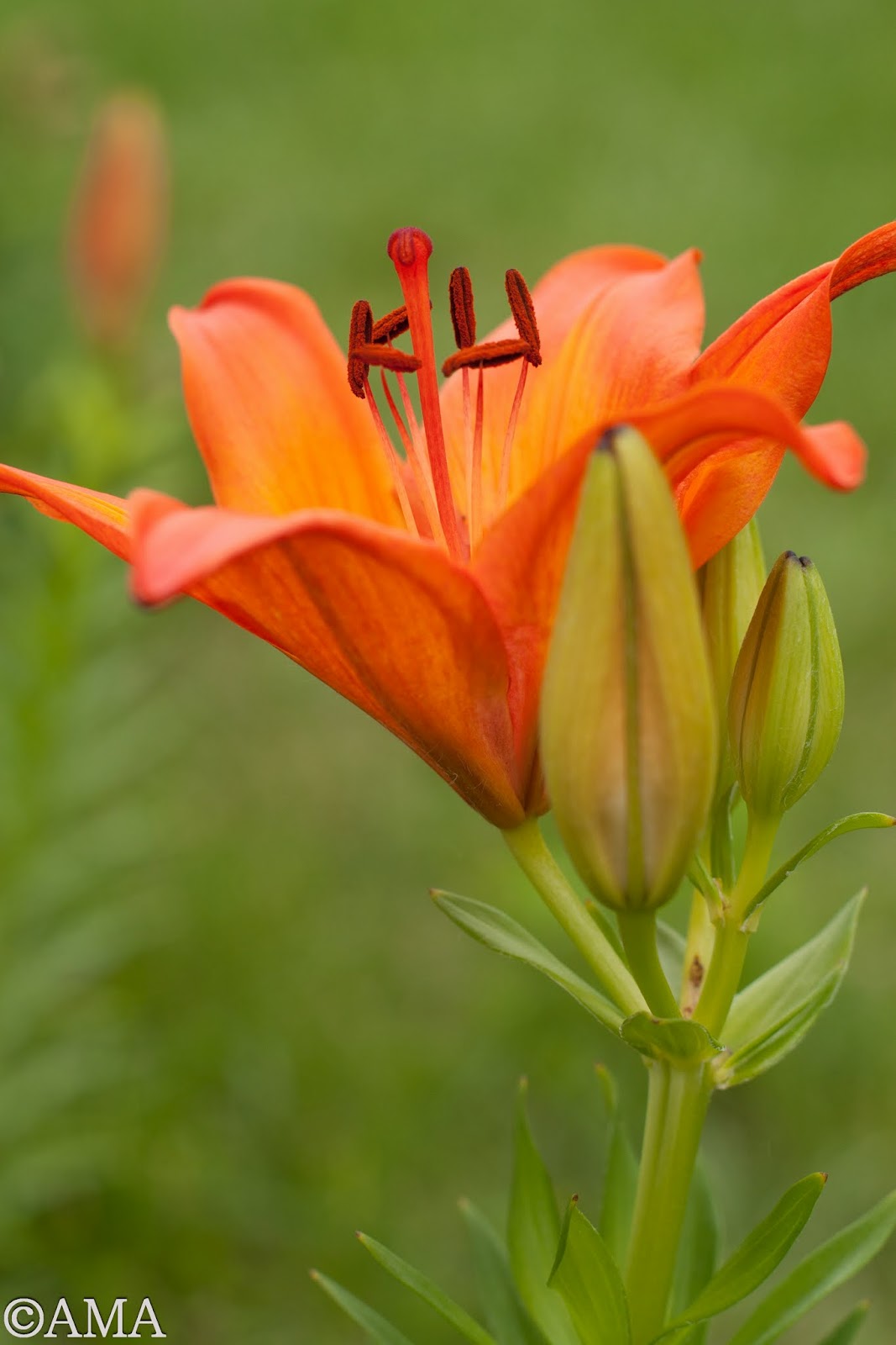 crinul imperial - Pastelurile Naturii
