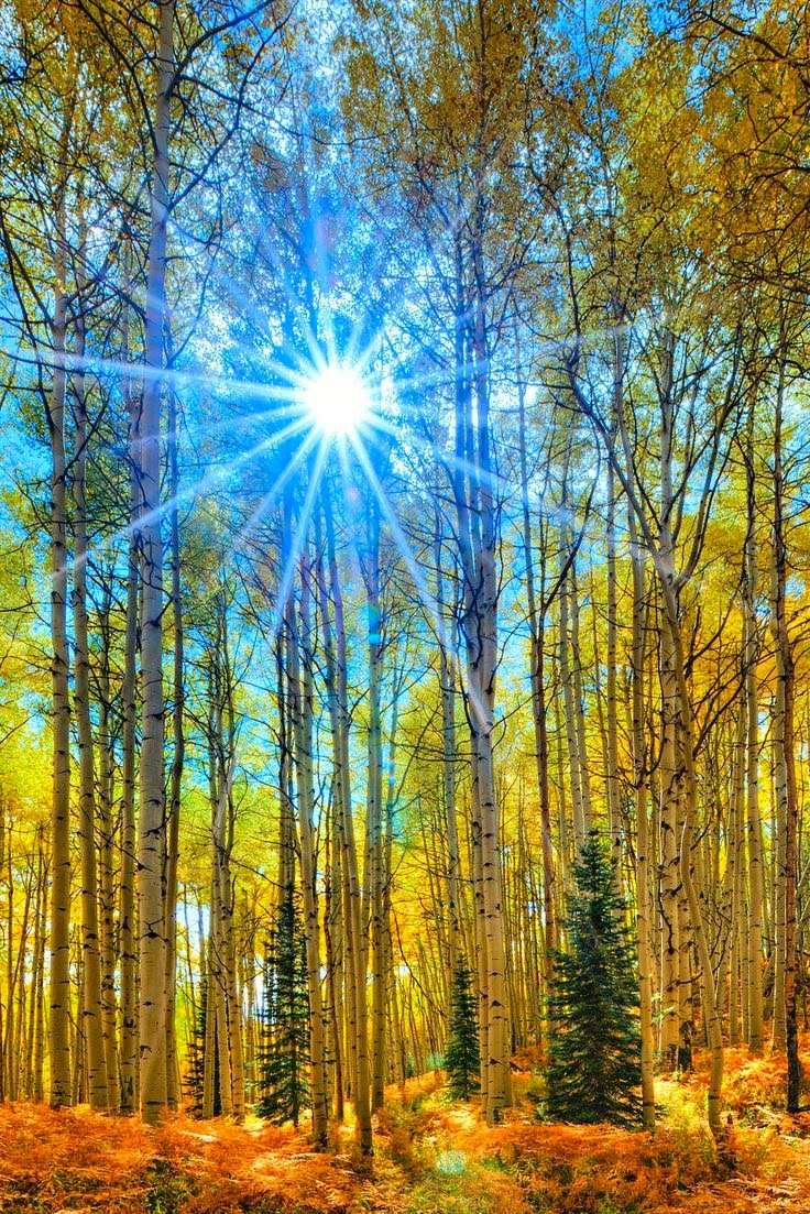 Autumn Sun Star ~ Stunning nature