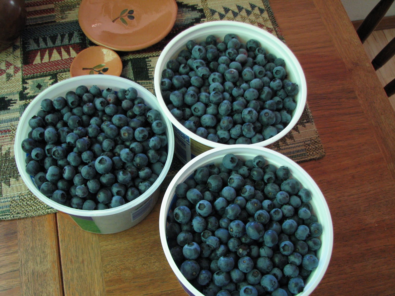 The Old Broad's Field Guide: The Uncommon Harvest of Blueberry Bushes