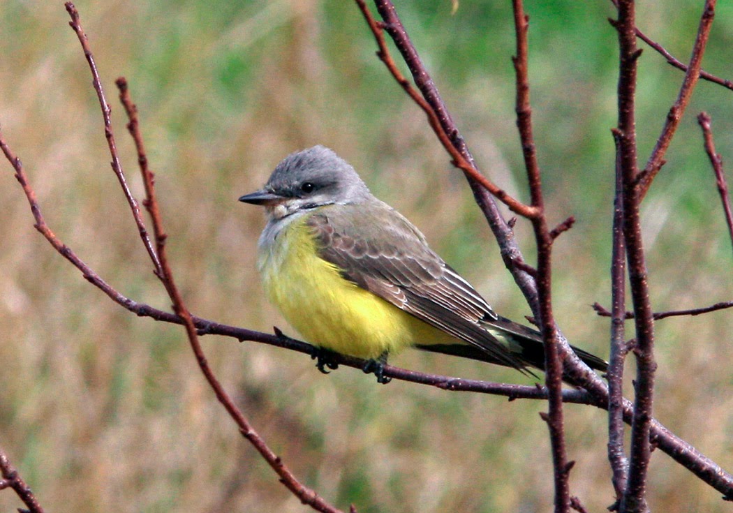North Shore Nature: The latest Western Kingbird