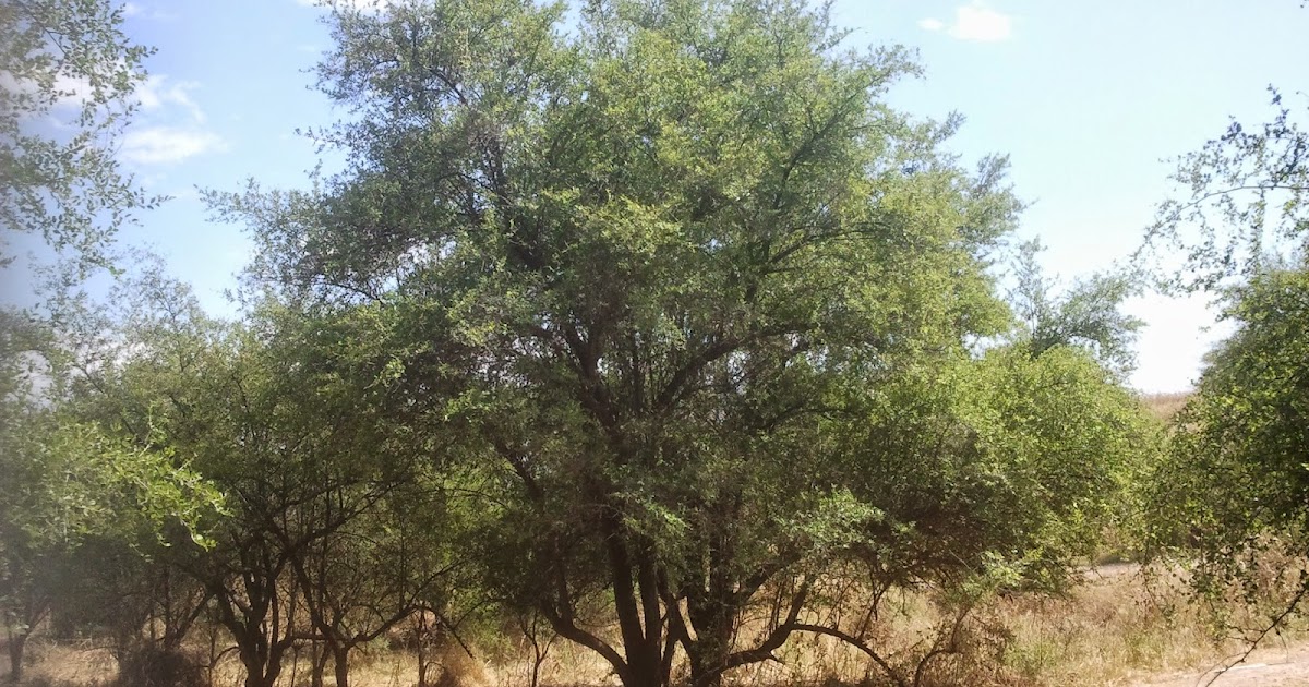 Species Wild: Ziziphus spina-christi