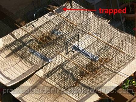 Practical Gardening: Homemade Bird Trap - Pre-Baiting Sparrows