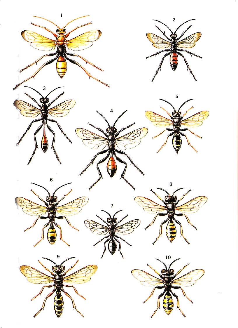 deladelmur: Vespe e vespine ( II )