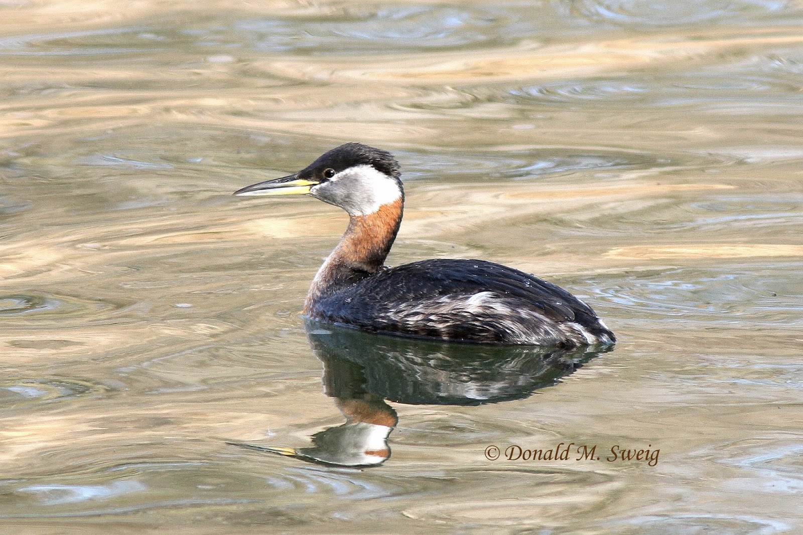 SkybirdsView : Invasion of the Red-necked Grebes