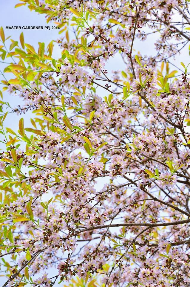 Open Minda: Keindahan Musim Bunga Sakura di Putrajaya, Musim Bunga ...