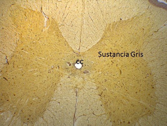 Manual interactivo de morfología celular: Morfología de células ...