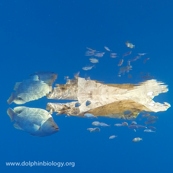 Dolphin Biology and Conservation: Atlantic tripletail Lobotes surinamensis