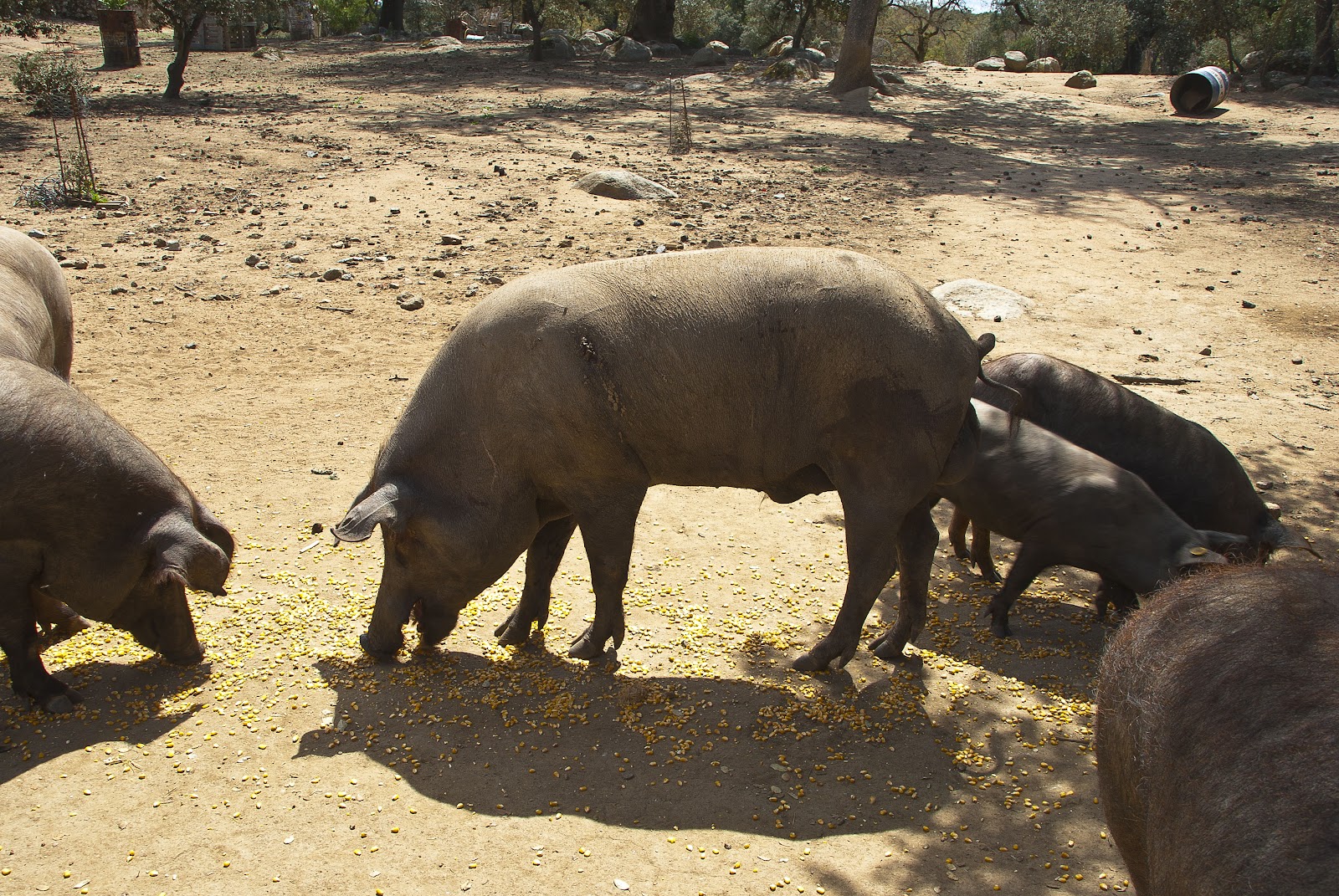 SANTA OLALLA DEL CALA EN 100 FOTOGRAFIAS: CAPITULO VIII. Primera parte ...