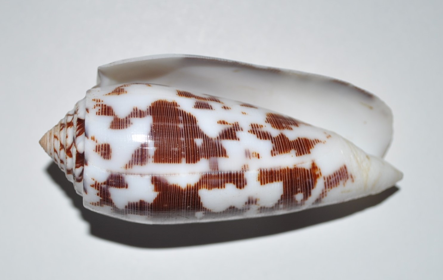 Cone shell sampling -1