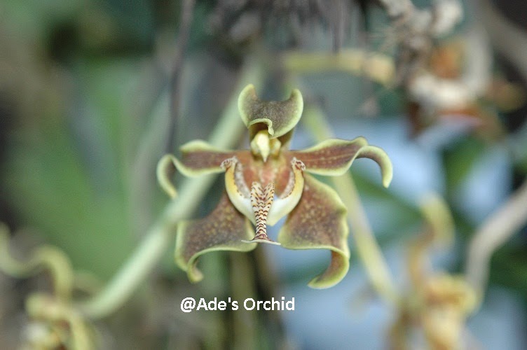 Ade's Orchid: Paraphalaenopsis labukensis