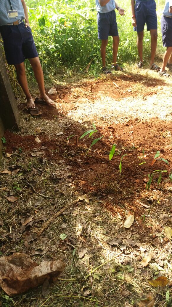 Generation Science : Plantation activity