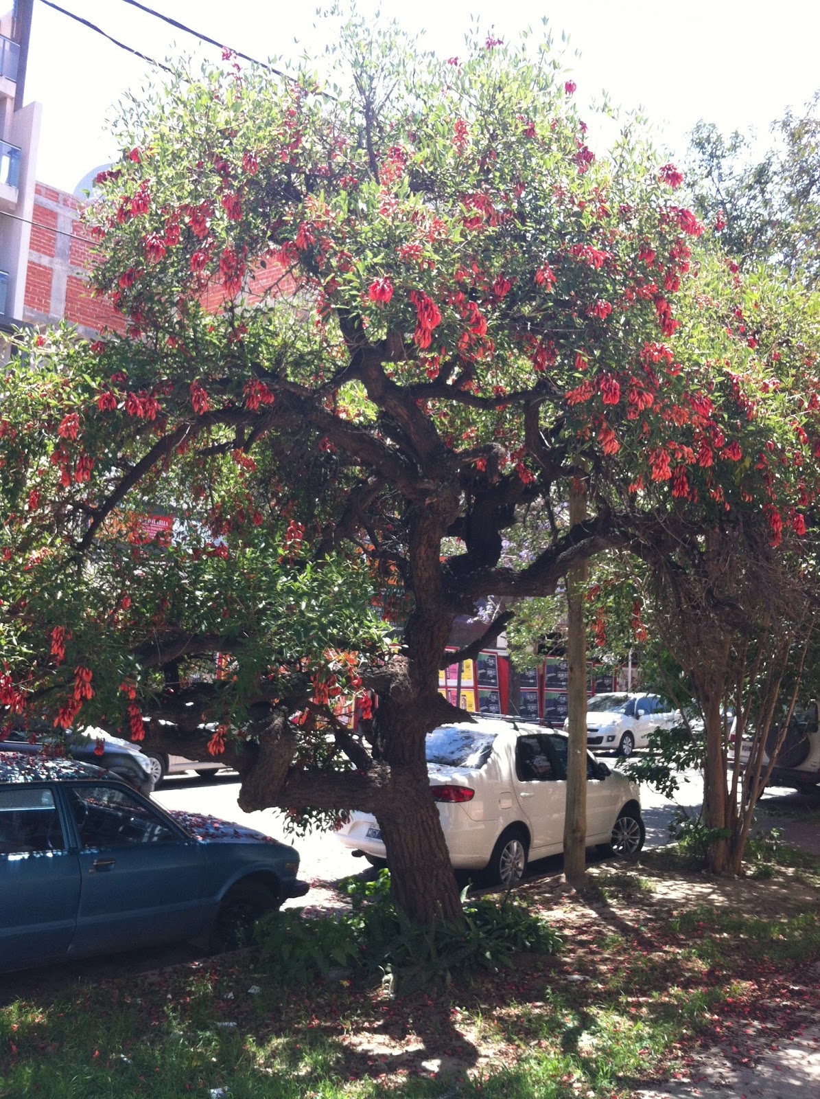 Huertas y Jardines en Cordoba: Ceibo; la flor nacional de Argentina