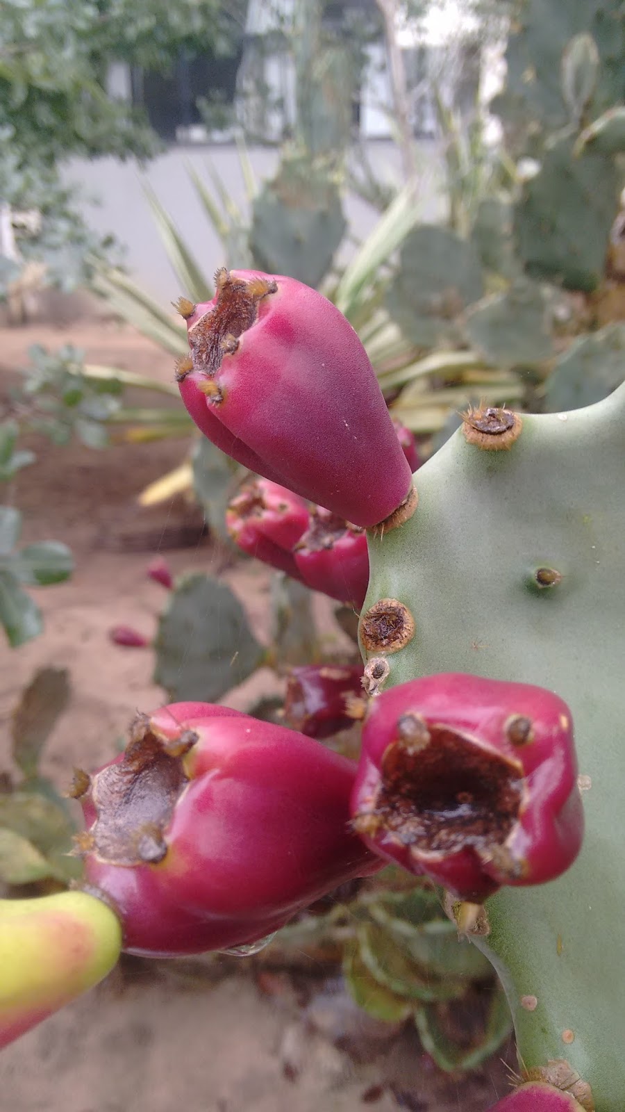 Sistemática Fanerógamas BIO 266 UEFS: Julho 2017