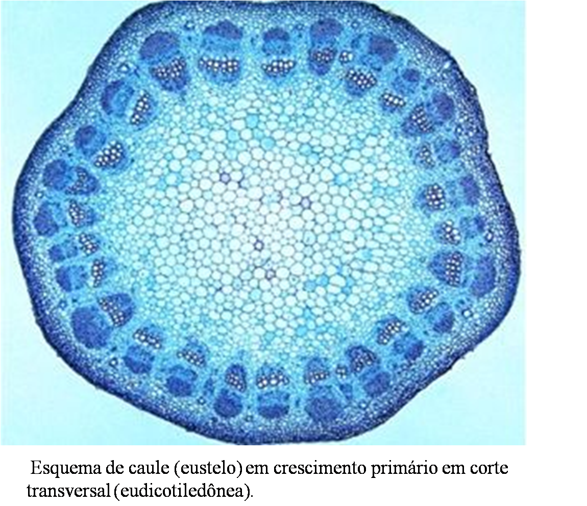 Asteraceae: Organização primária e secundária do caule.
