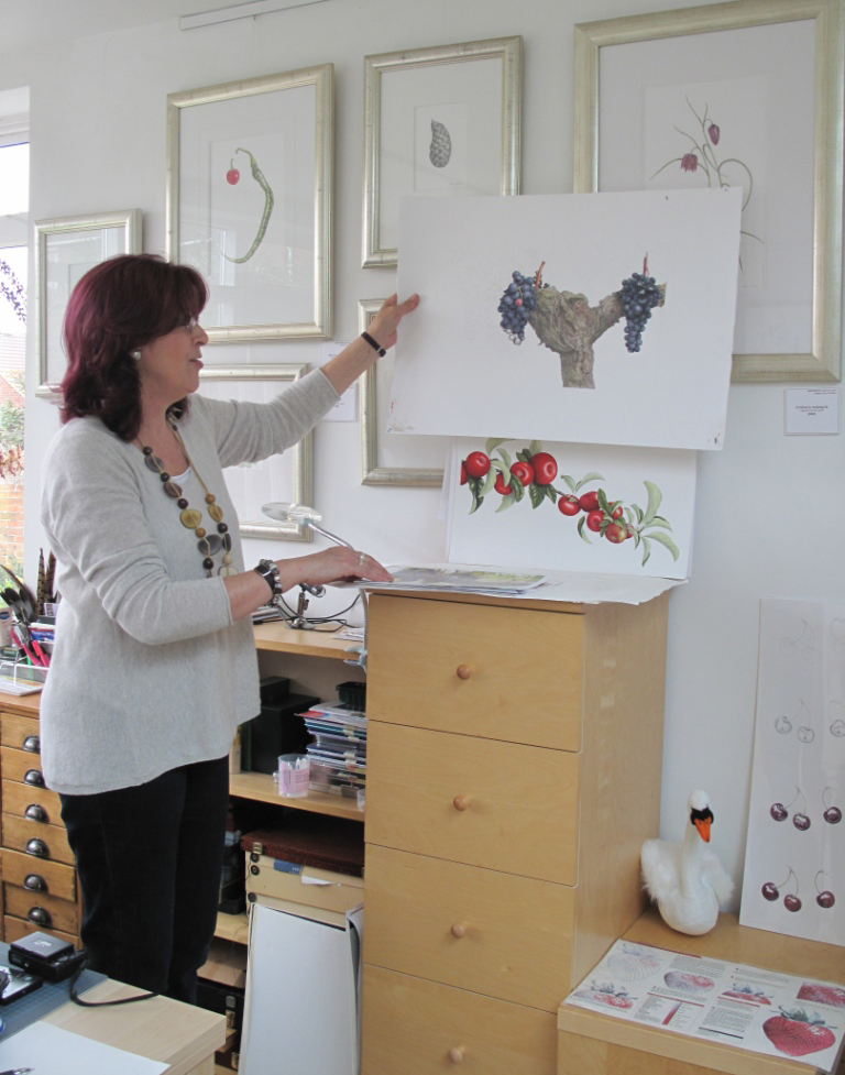Ann Swan Botanical Artist