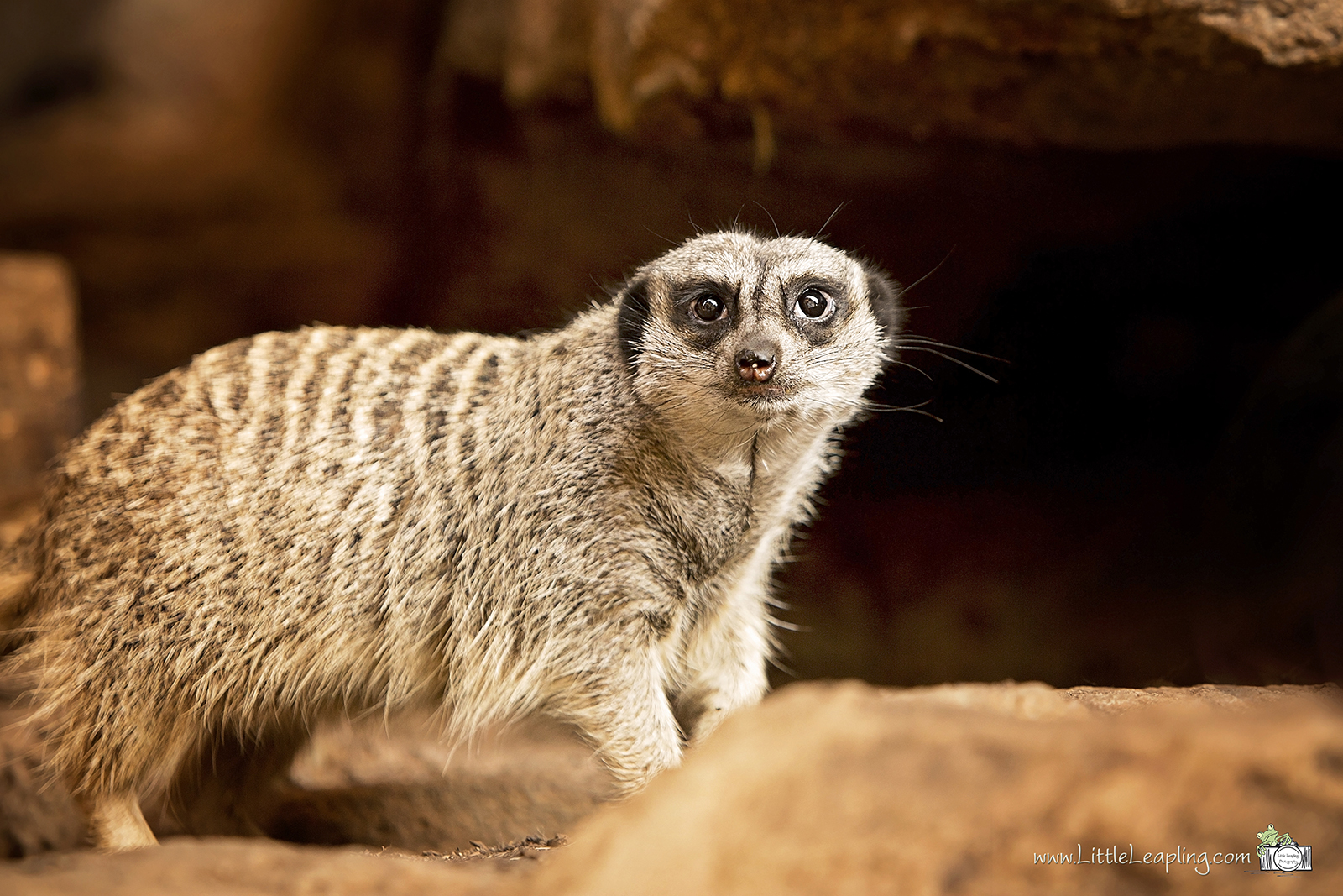 Little Leapling Photography: Zoom Zoom Zoo!