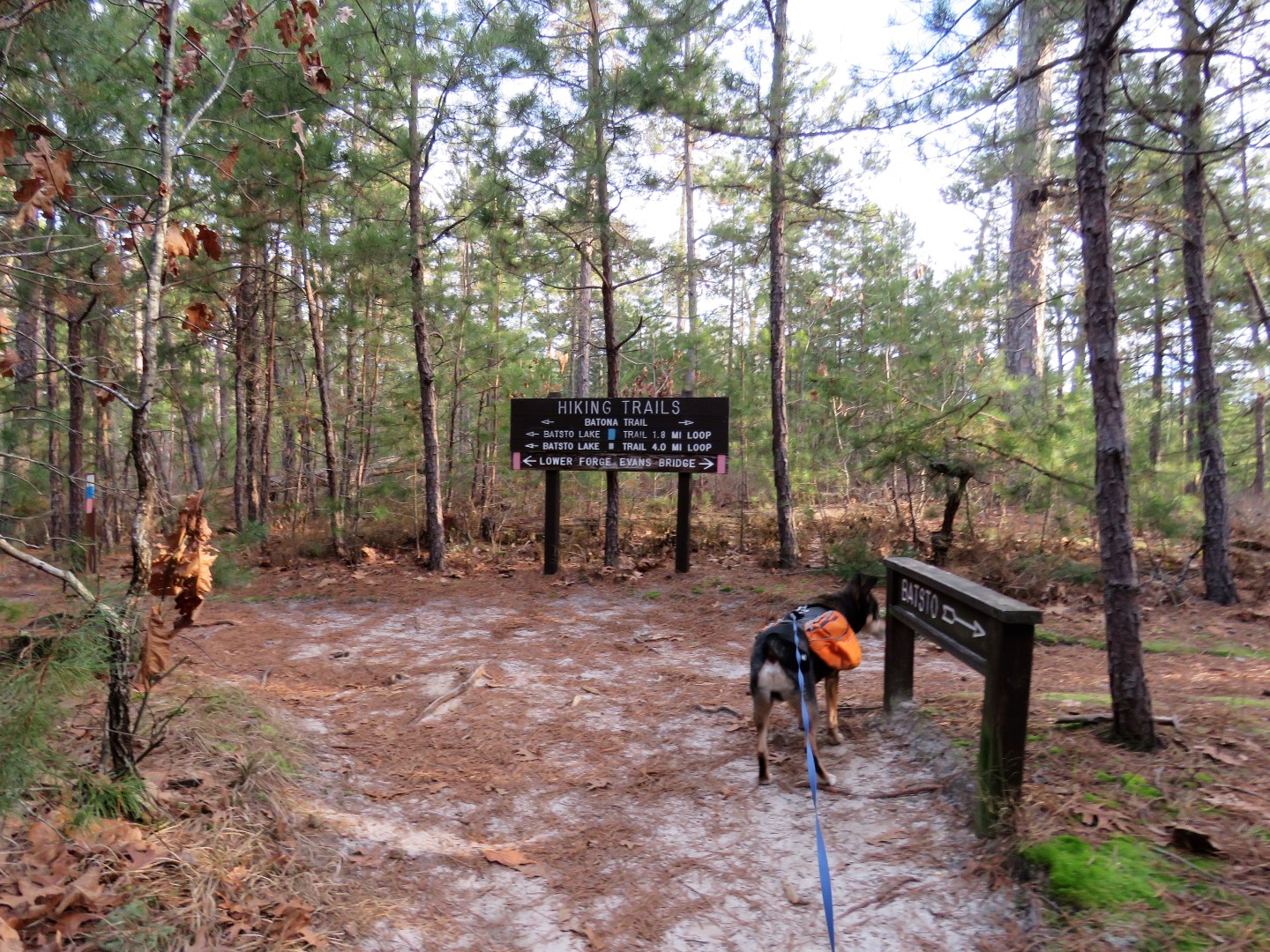 Hiking Wharton Earth Forest, Nj - Batona Trail From Batsto To Mile Mark ...