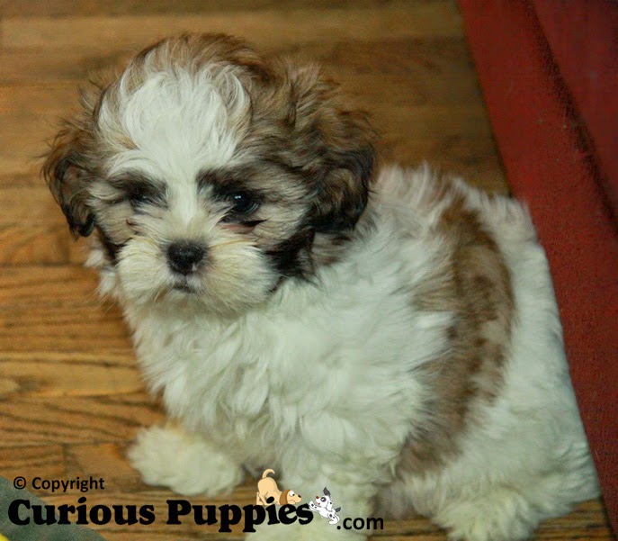 Rules of the Jungle: Shih poo puppies