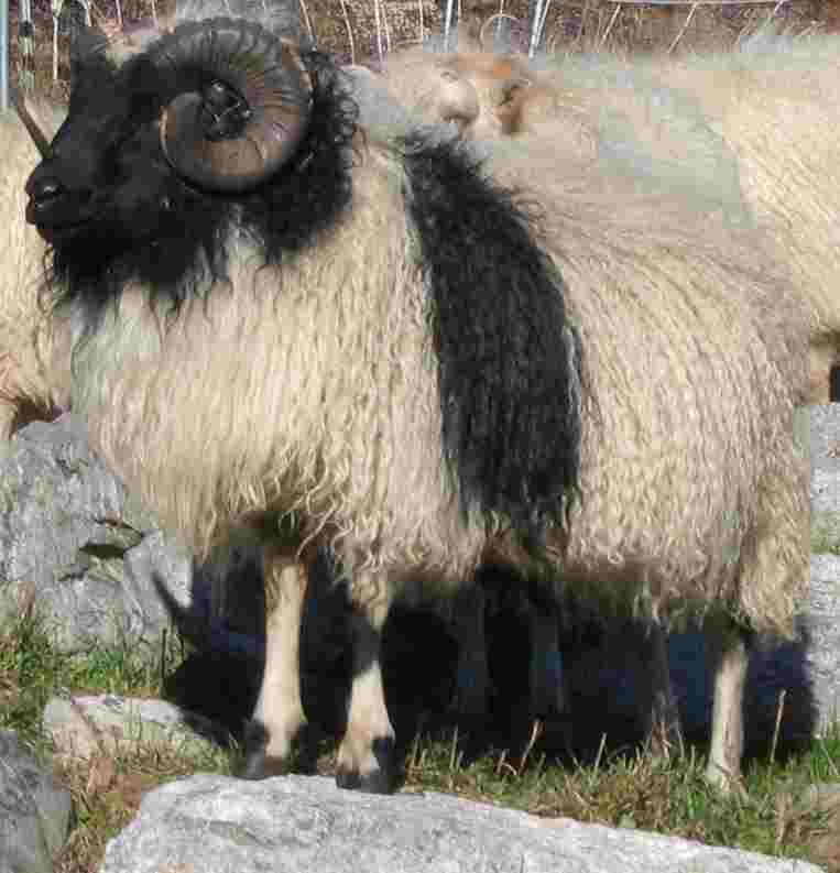 Tehachapi Pete: Icelandic Sheep