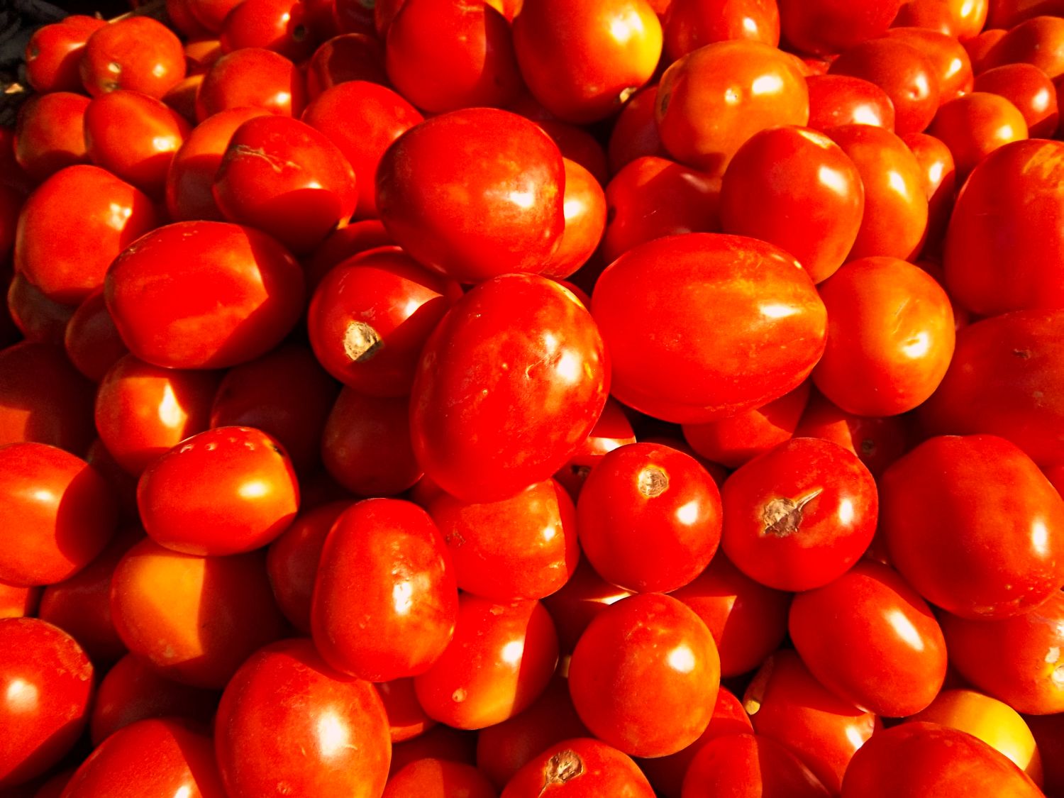 Stock Pictures: Tomatoes in the market - closeups