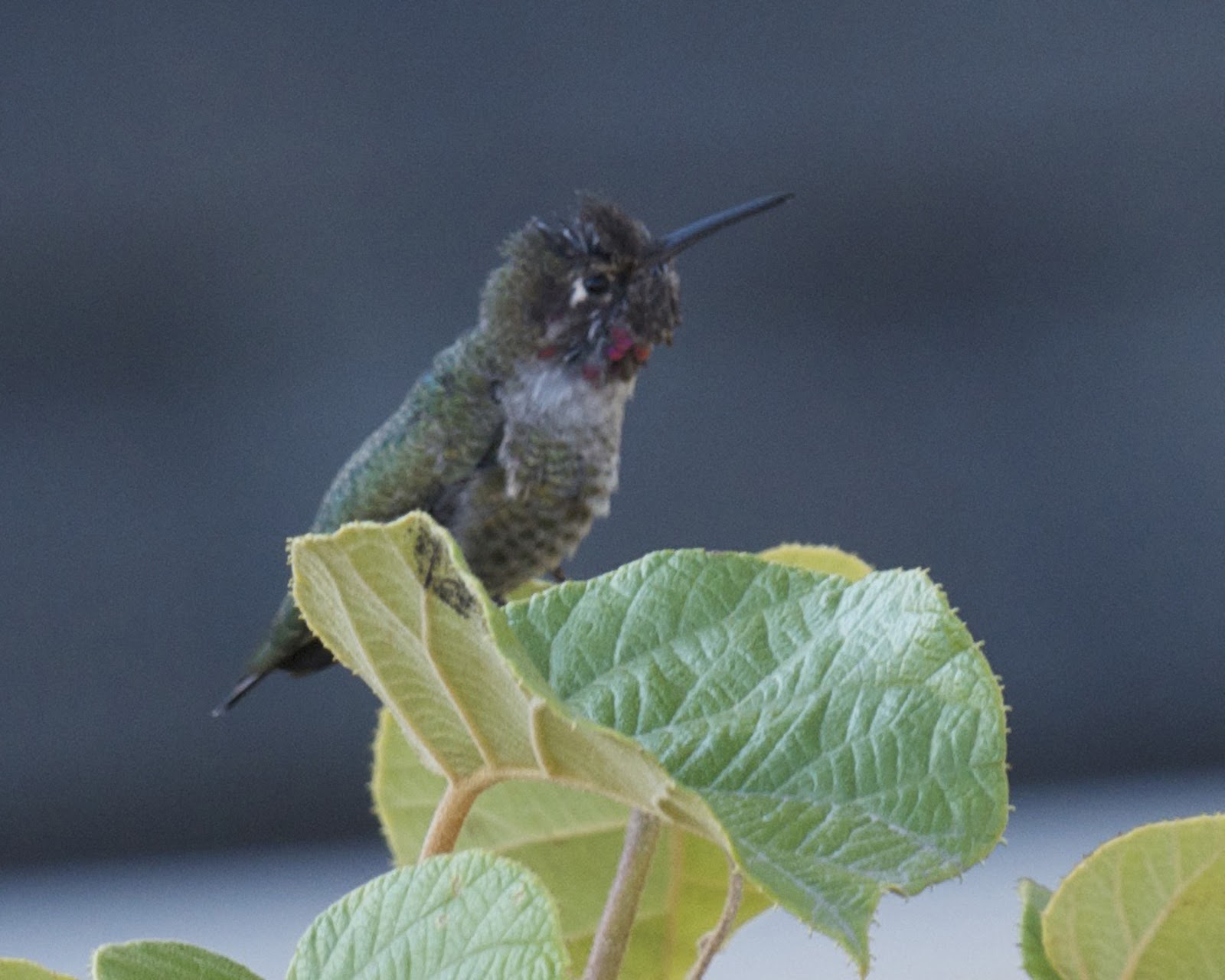 eugenehummingbirds: Hummingbirds....Girls, Boys, Young, Old!
