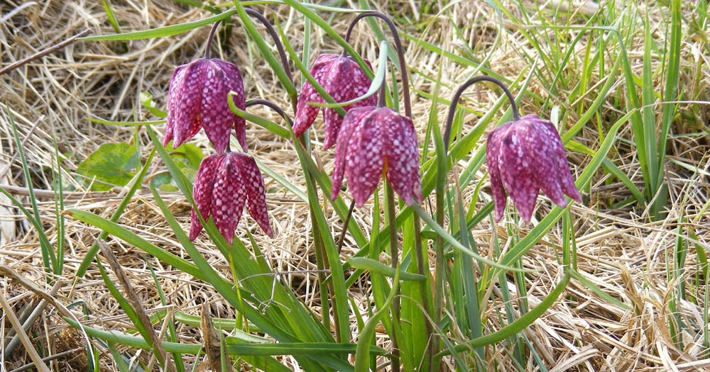 Days on the Claise: Rare Spring Beauties