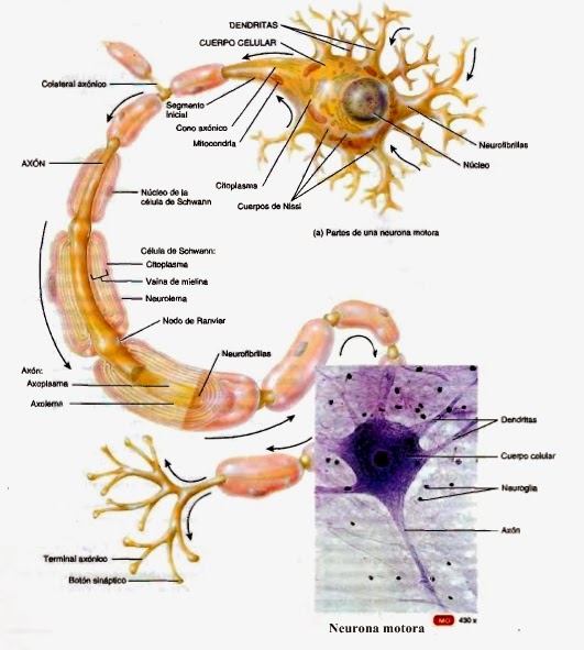Estructura anatómica de la neurona