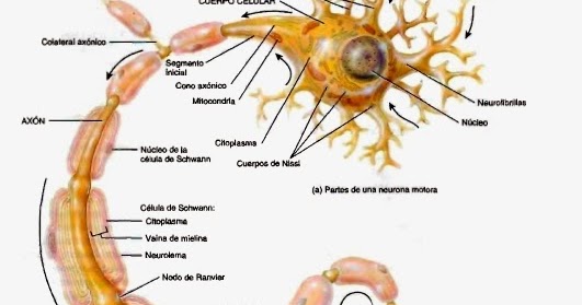 Estructura anatómica de la neurona