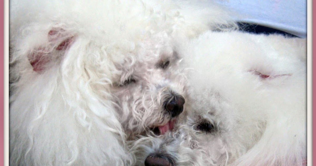 silvieon4: Who are you calling a BOLO?