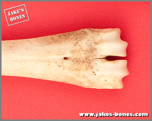 Strange bones #12: the mystery metacarpal : Jake's Bones