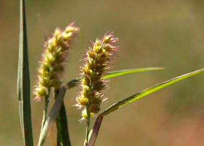 BIBOCA AMBIENTAL : ERVAS-DANINHAS NÃO; PLANTAS BIOINDICADORAS!