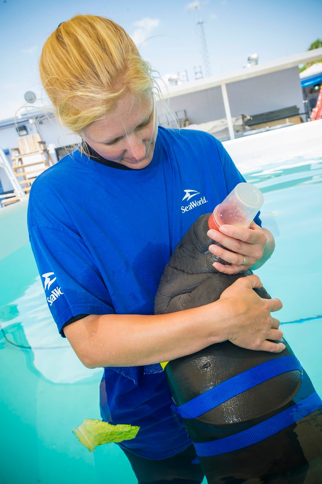 Axel Perez Blog: SeaWorld Rescue Team Cares for Two Young Orphaned ...
