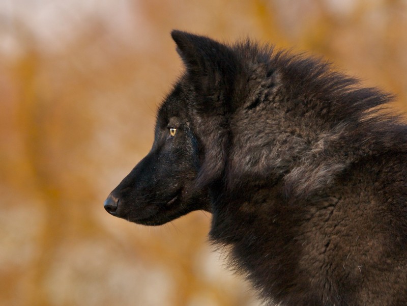 LA GUARIDA DE GRAY WOLF: EL LOBO NEGRO