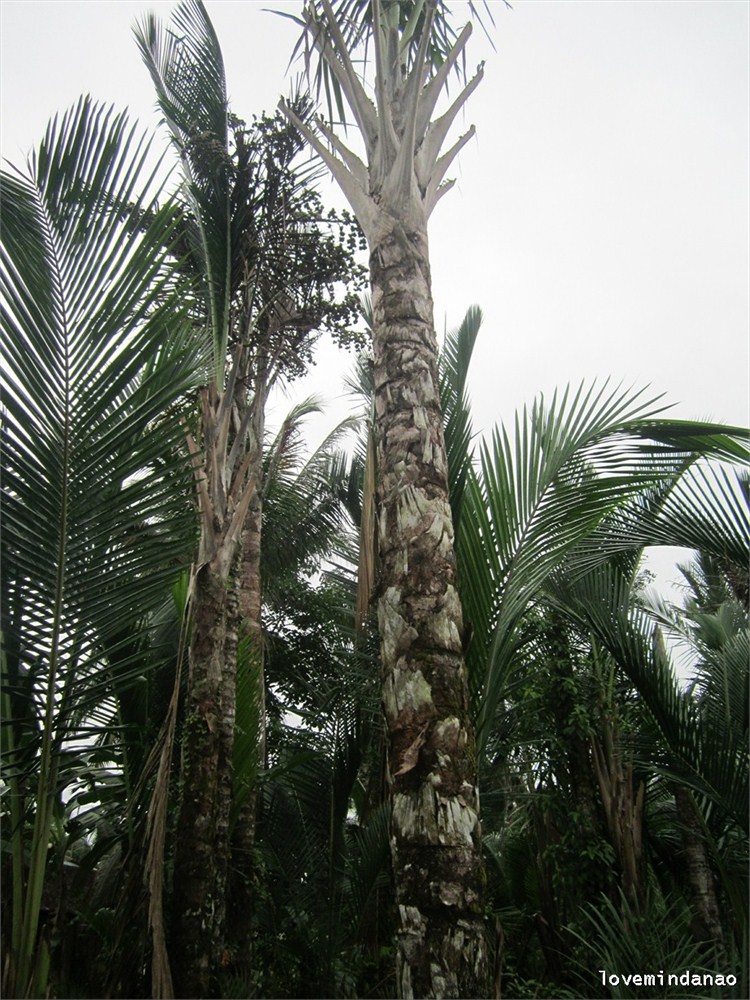 In Butuan City, Palagsing making is verypopular and mastered in Brgy ...