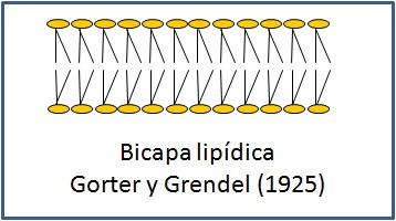Un paseo por la ciencia: UN PASEO POR LA HISTORIA DE LA MEMBRANA