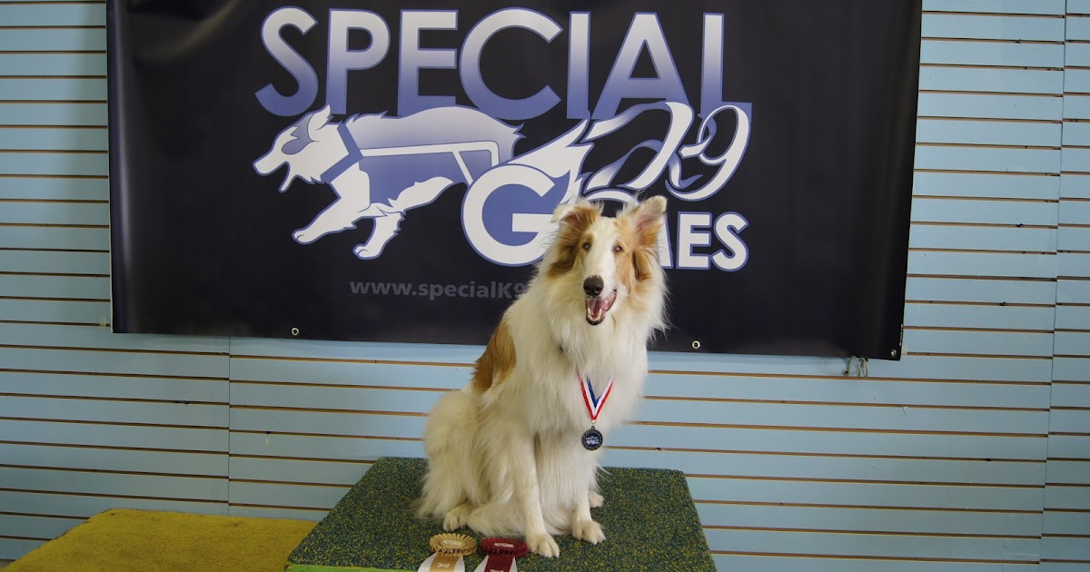 White Dog Blog: Special K9 Games