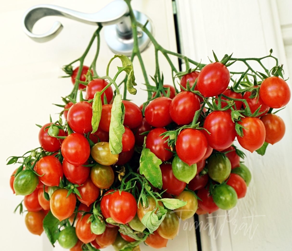 Helenes Tomater: Multiflora tomater