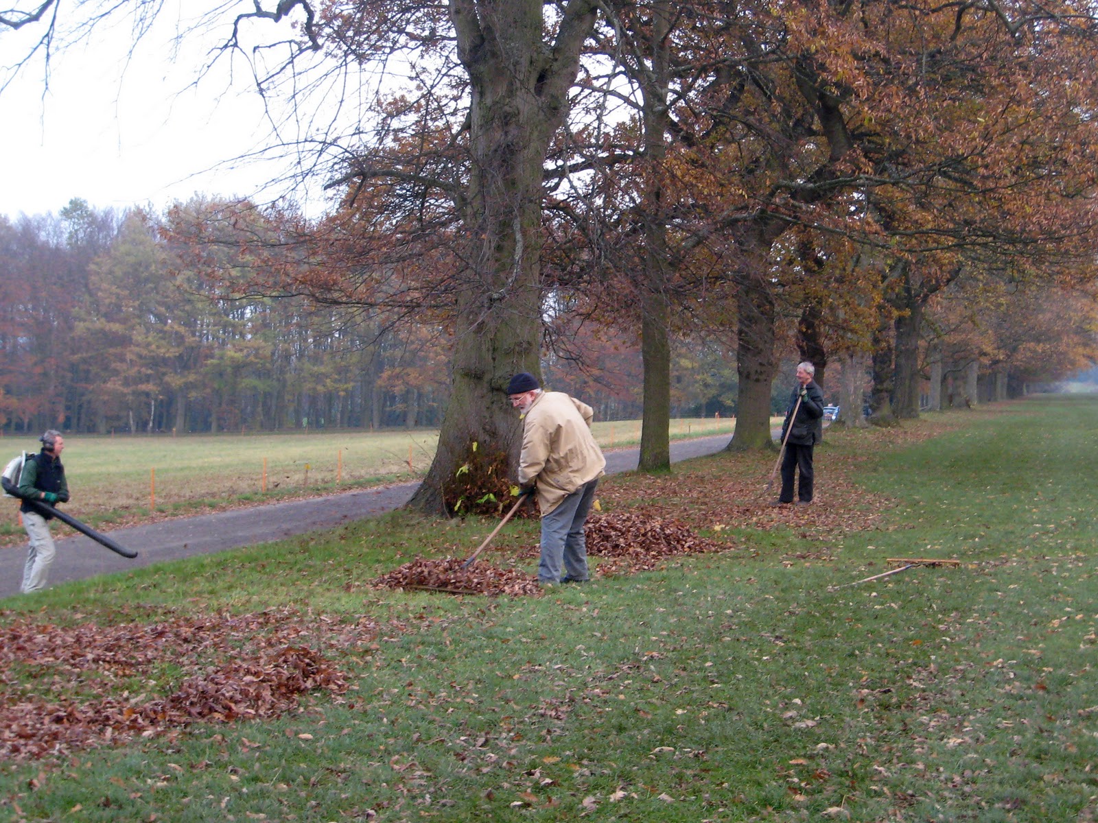 Gibside: Leaf Clearing on The Avenue